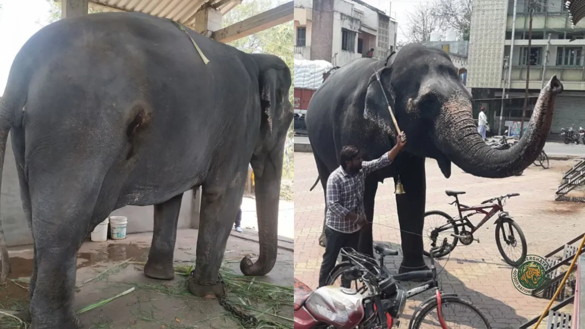 What is the Vantara of Ambani? Complete Details About This Mega Animal ...